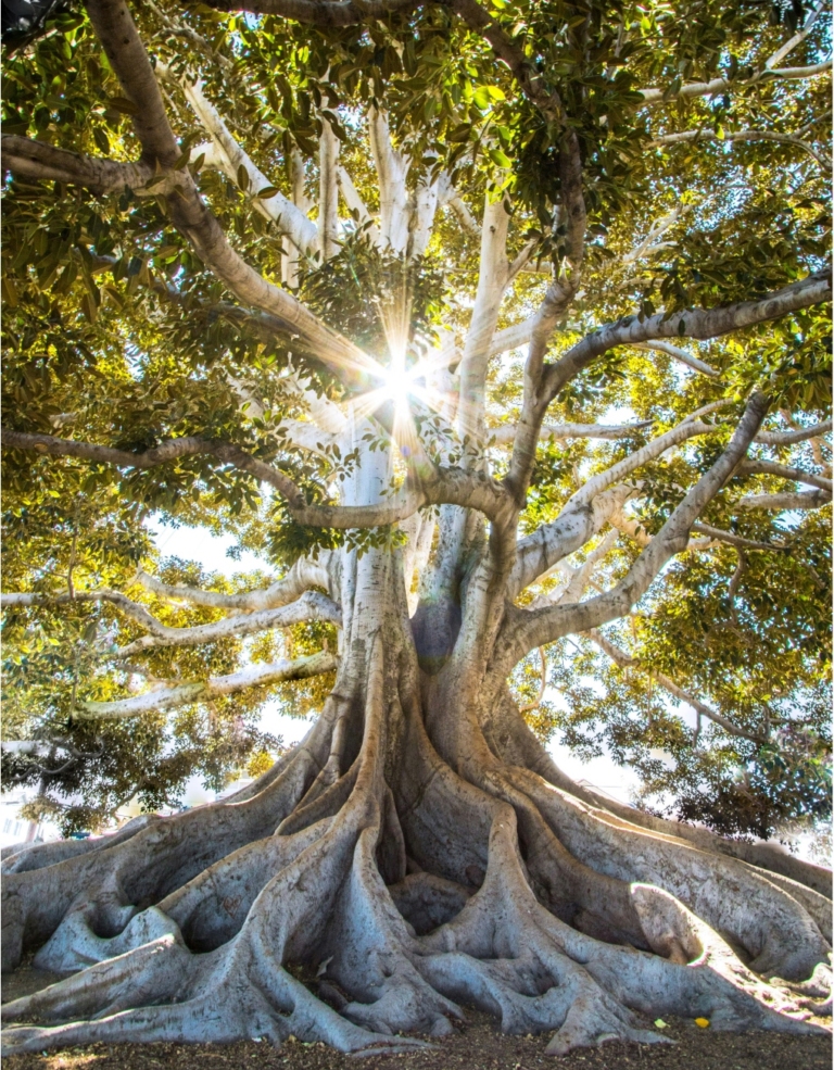 Who We Are – Phoenix Healing